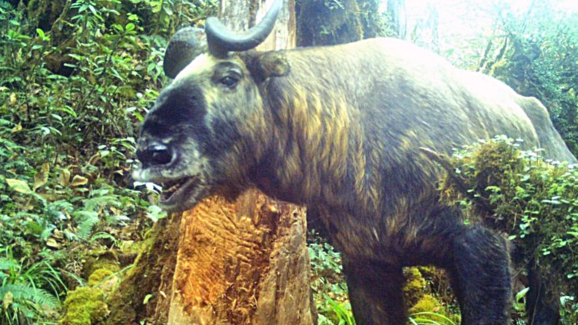 Mysterious and Rarely Seen Goat-Like Mammal Captured on Camera