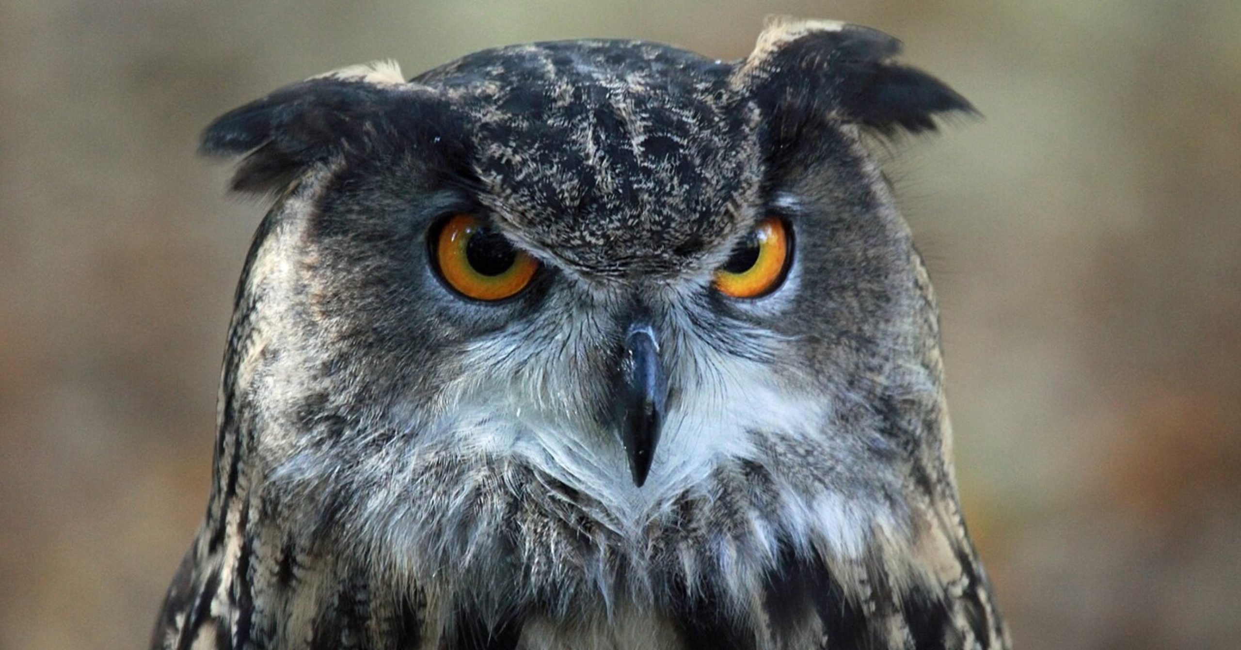 Owls Aren't Afraid to Attack Much Larger Birds — Even Bald Eagles