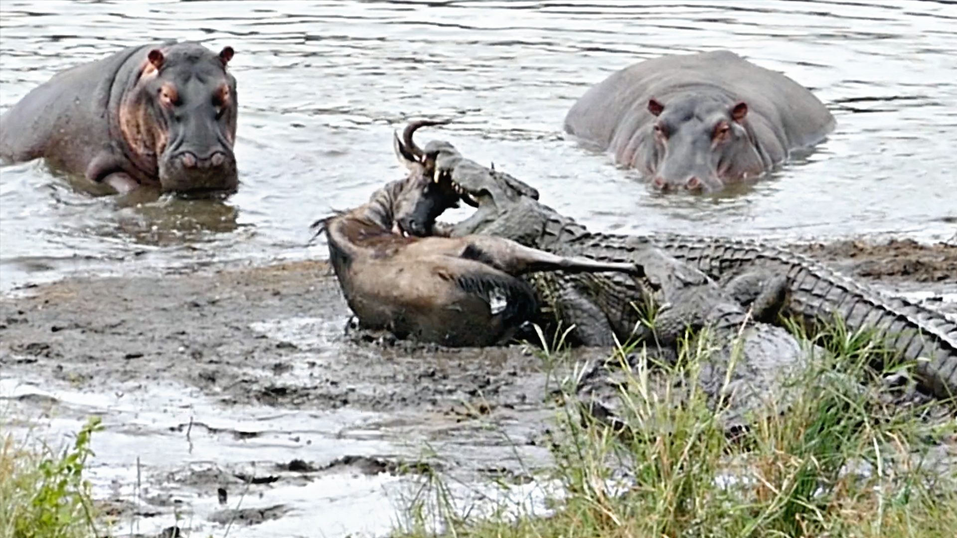 Hippos 'Rescue' Wildebeest from Crocodile