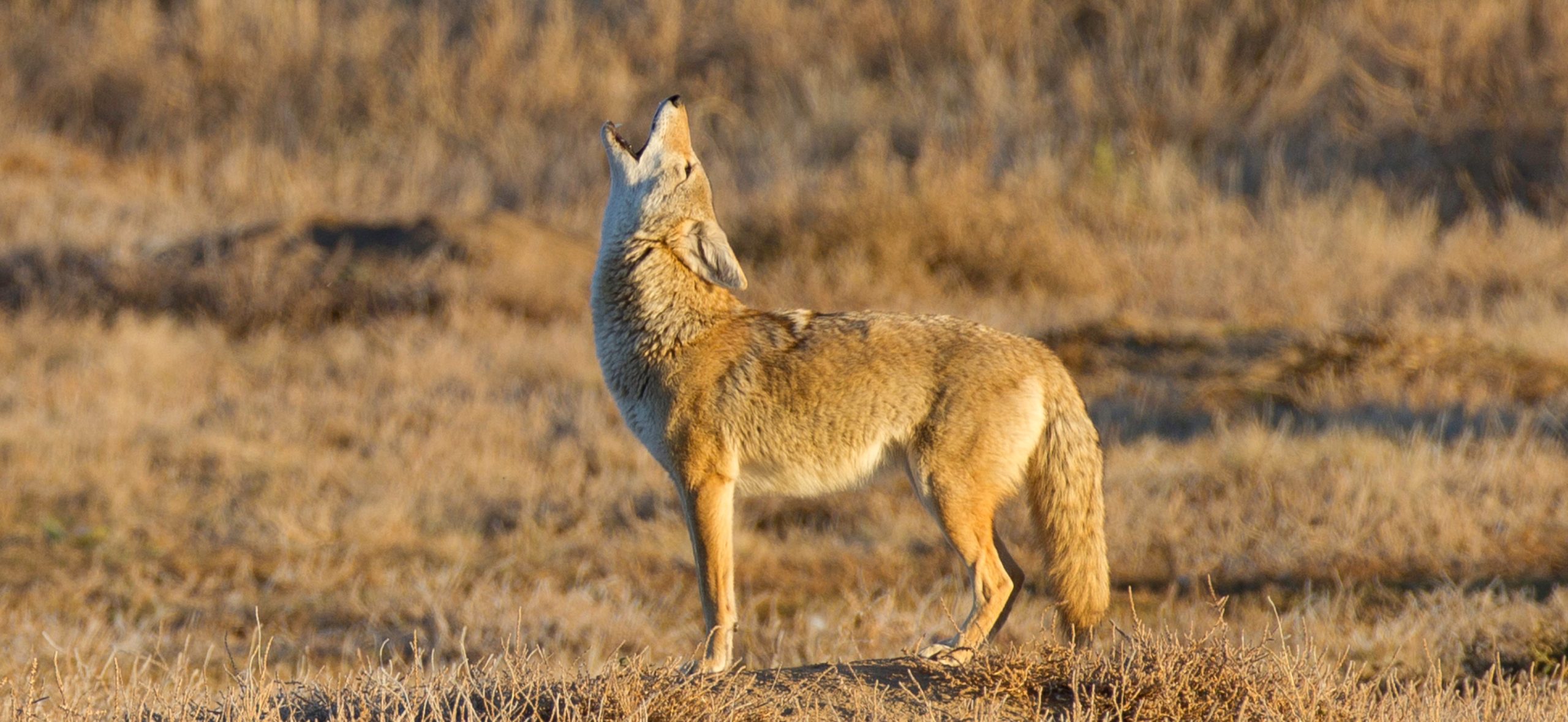 Rabid Coyote Demands Entry [VIDEO]