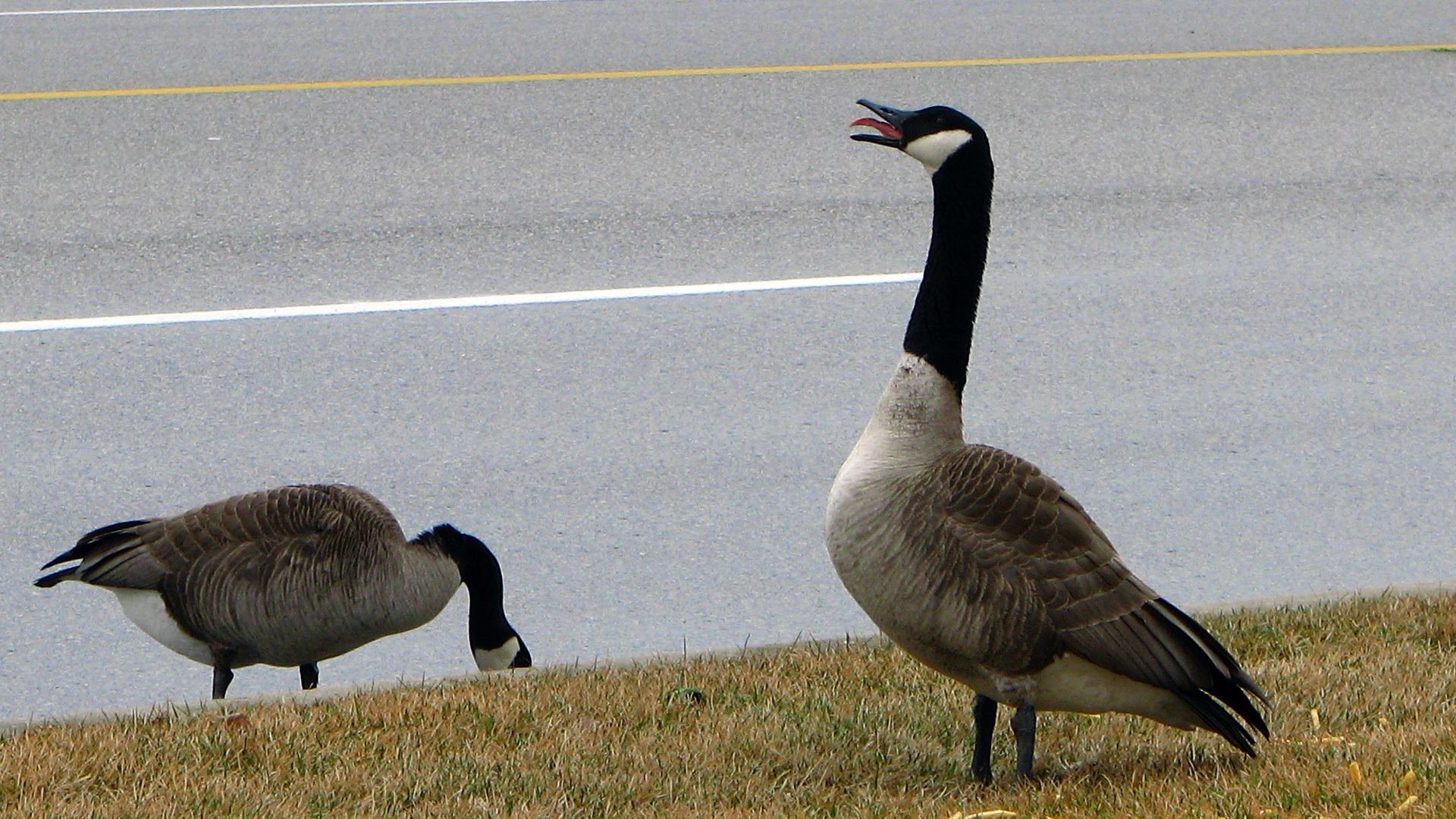 Mother Goose Drowns Seagull to Protect Young