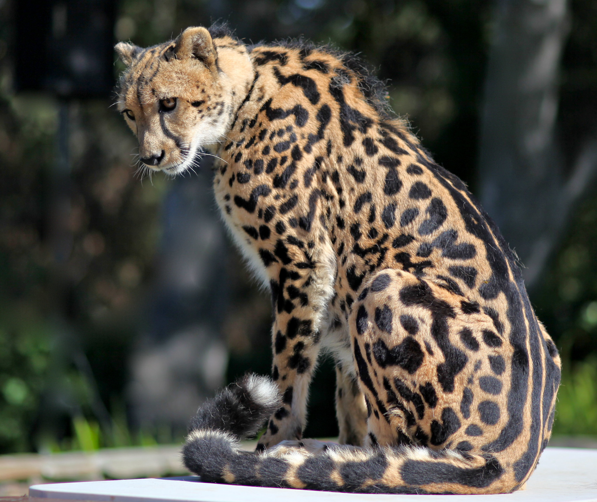 This Is the King Cheetah