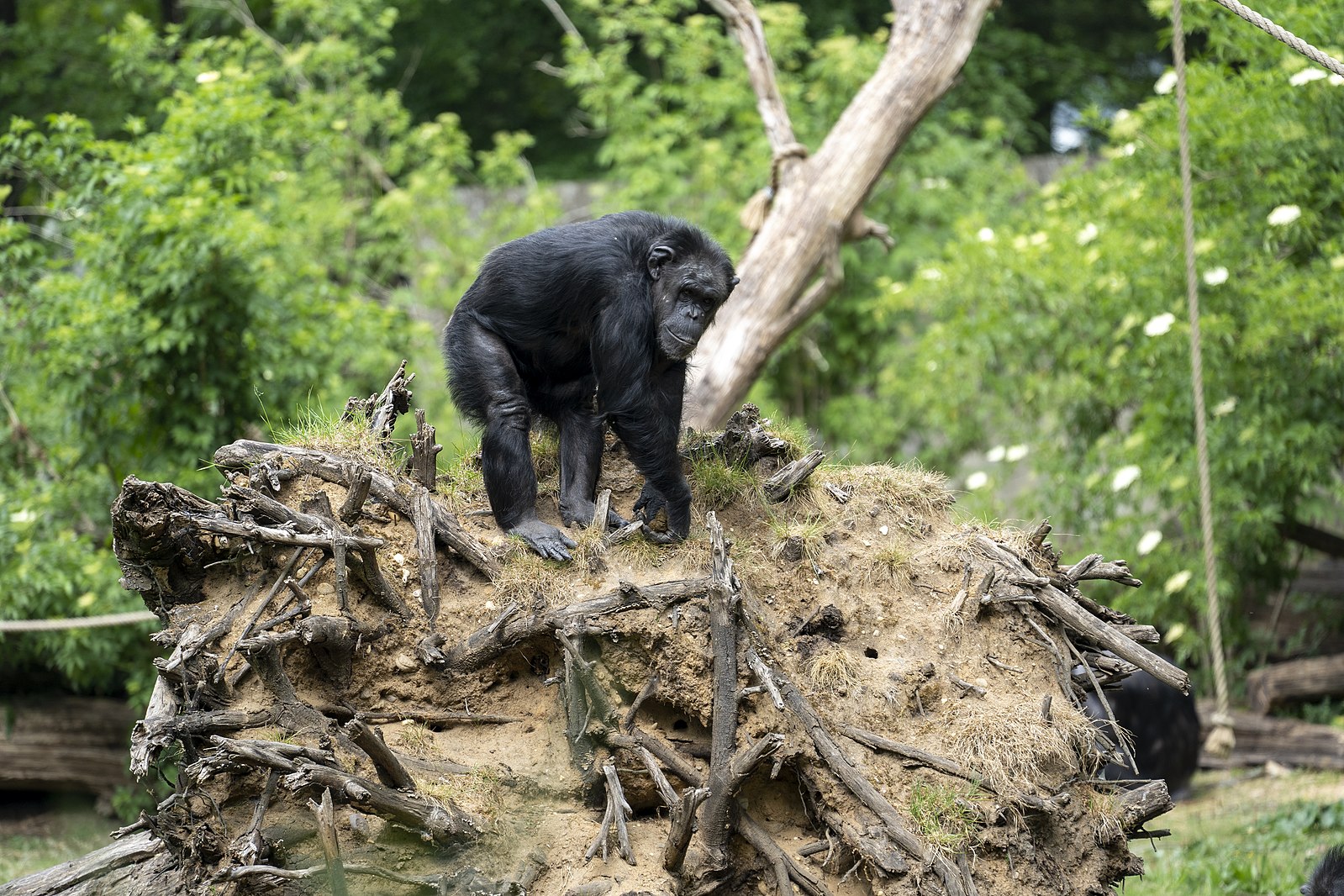 Chimps Create and Use Tools