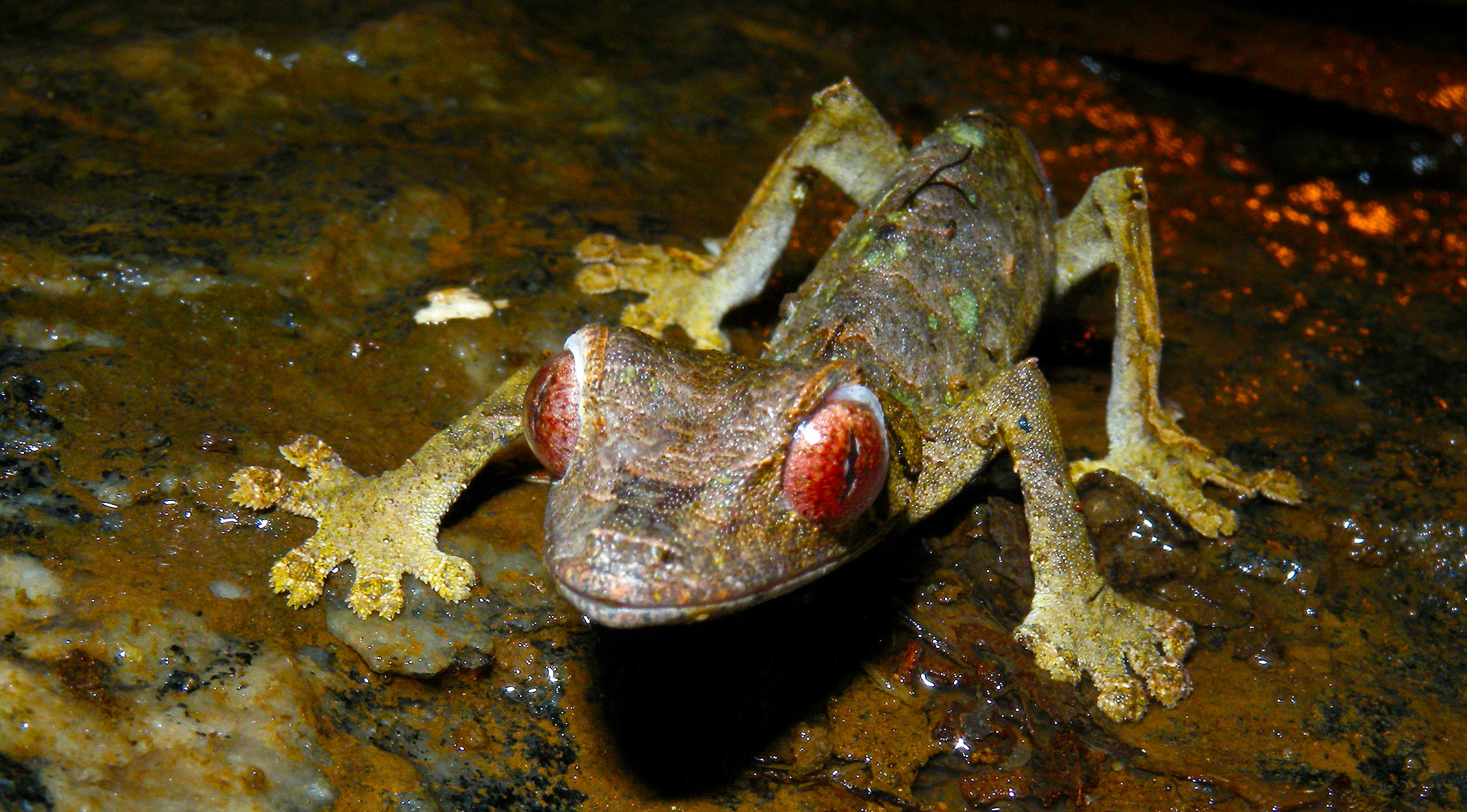 Satanic Leaf-Tailed Gecko Is a Master of Disguise
