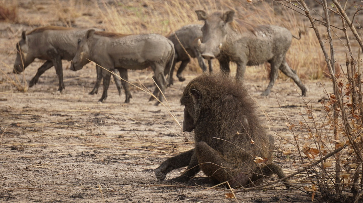 Warthog Brutally Kills Baboon Then Eats It