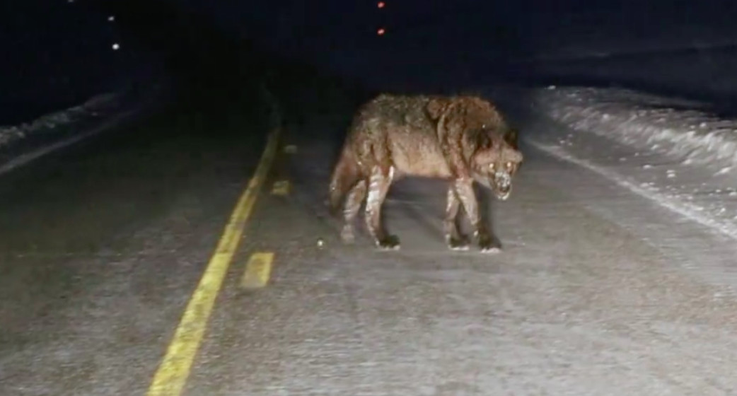 Massive Wolf Crosses the Road