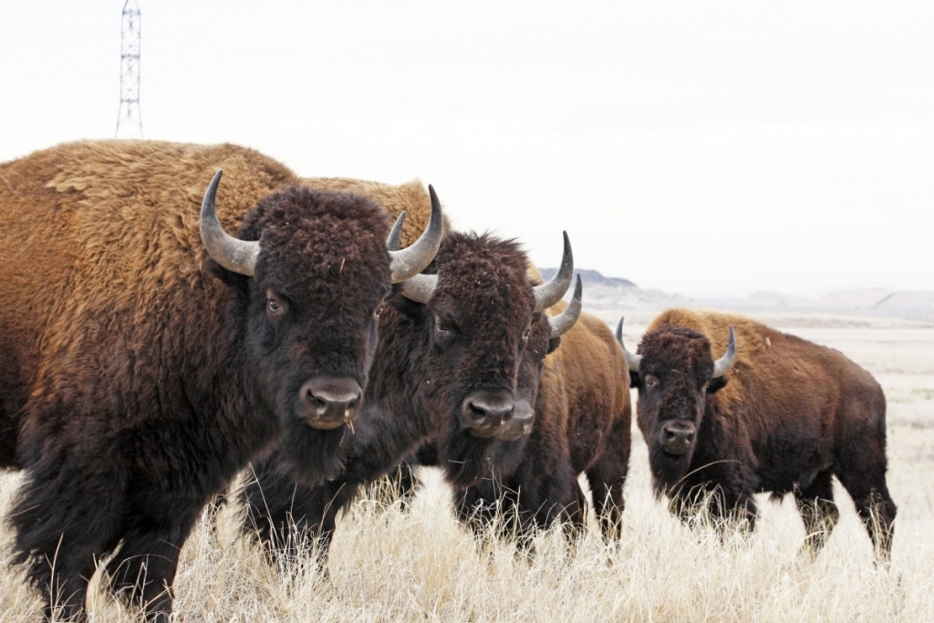 WATCH: Bison Charges at Full Speed Towards Tourists in Yellowstone