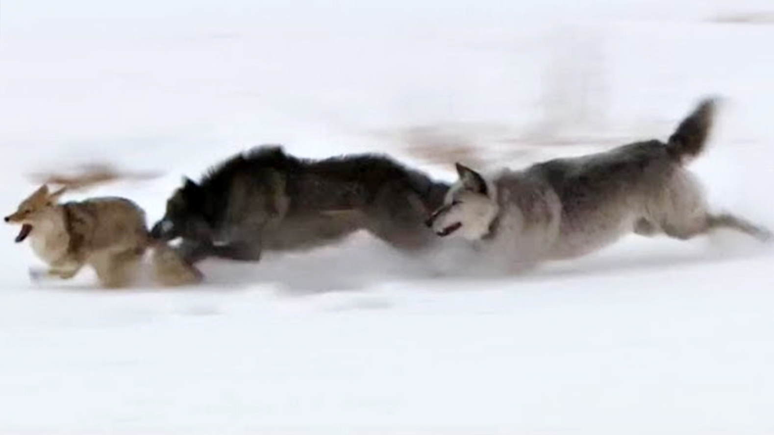 Wolf Pack Takes Out Coyote
