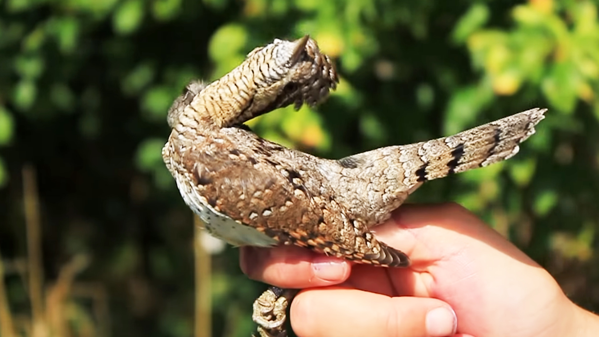 WATCH: This Bird Contorts Like a Snake, Hisses When Spooked