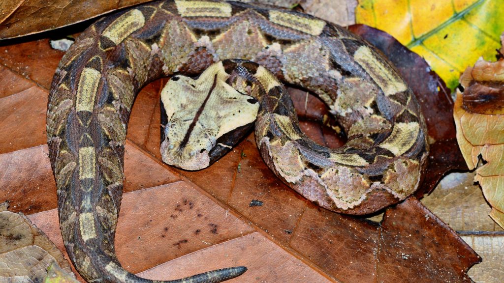 This Viper Has Highest Venom Yield of Any Snake