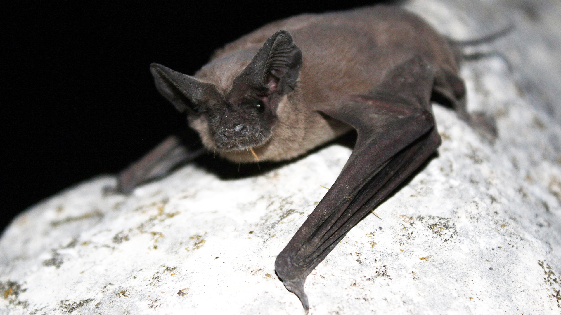This Tiny Bat Is the Fastest Mammal on the Planet