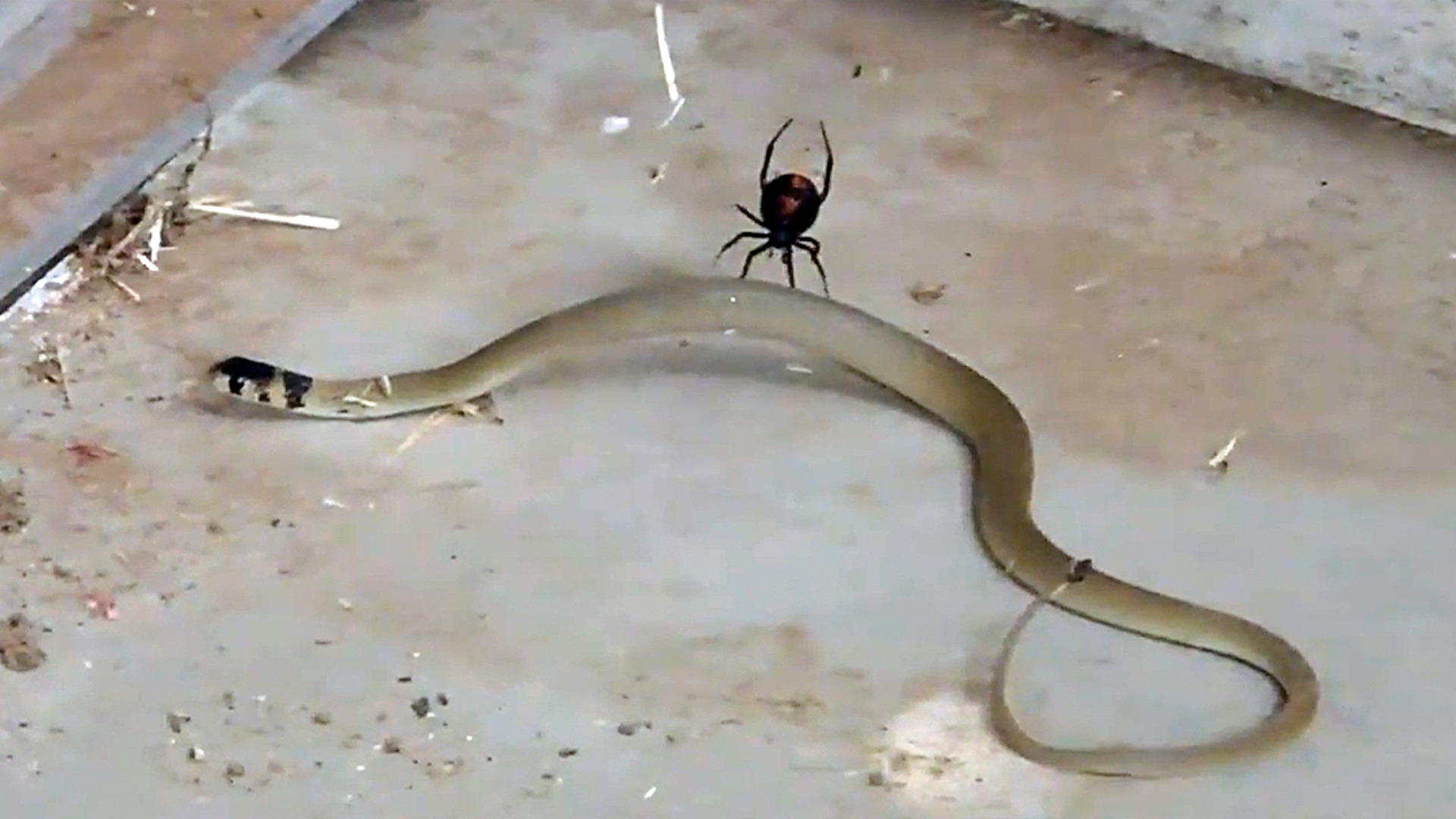 Australian Redback Spiders Can Liquefy and Eat Snakes 50 Times Their Size