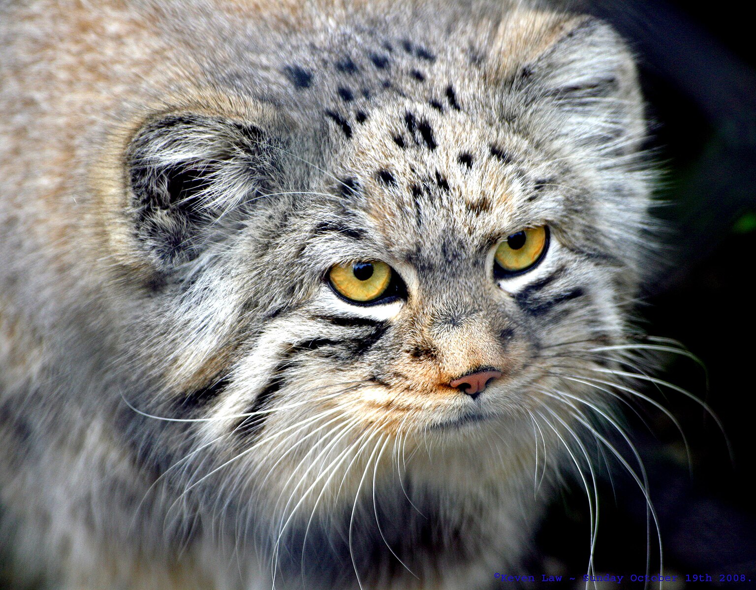 21 Amazing Wild Cats Most People Have Never Heard Of