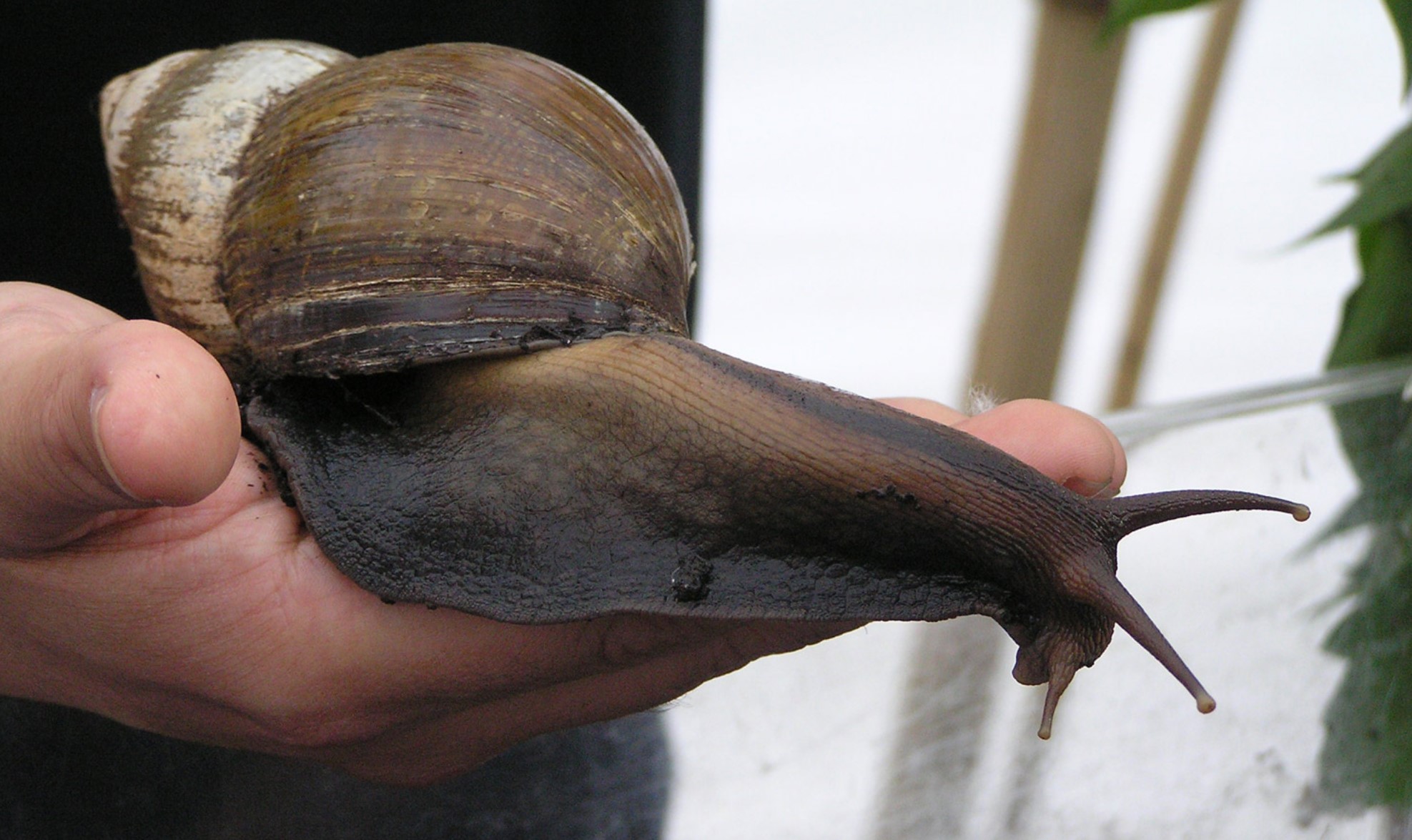 Supersized Animals: 7 Gigantic Animals