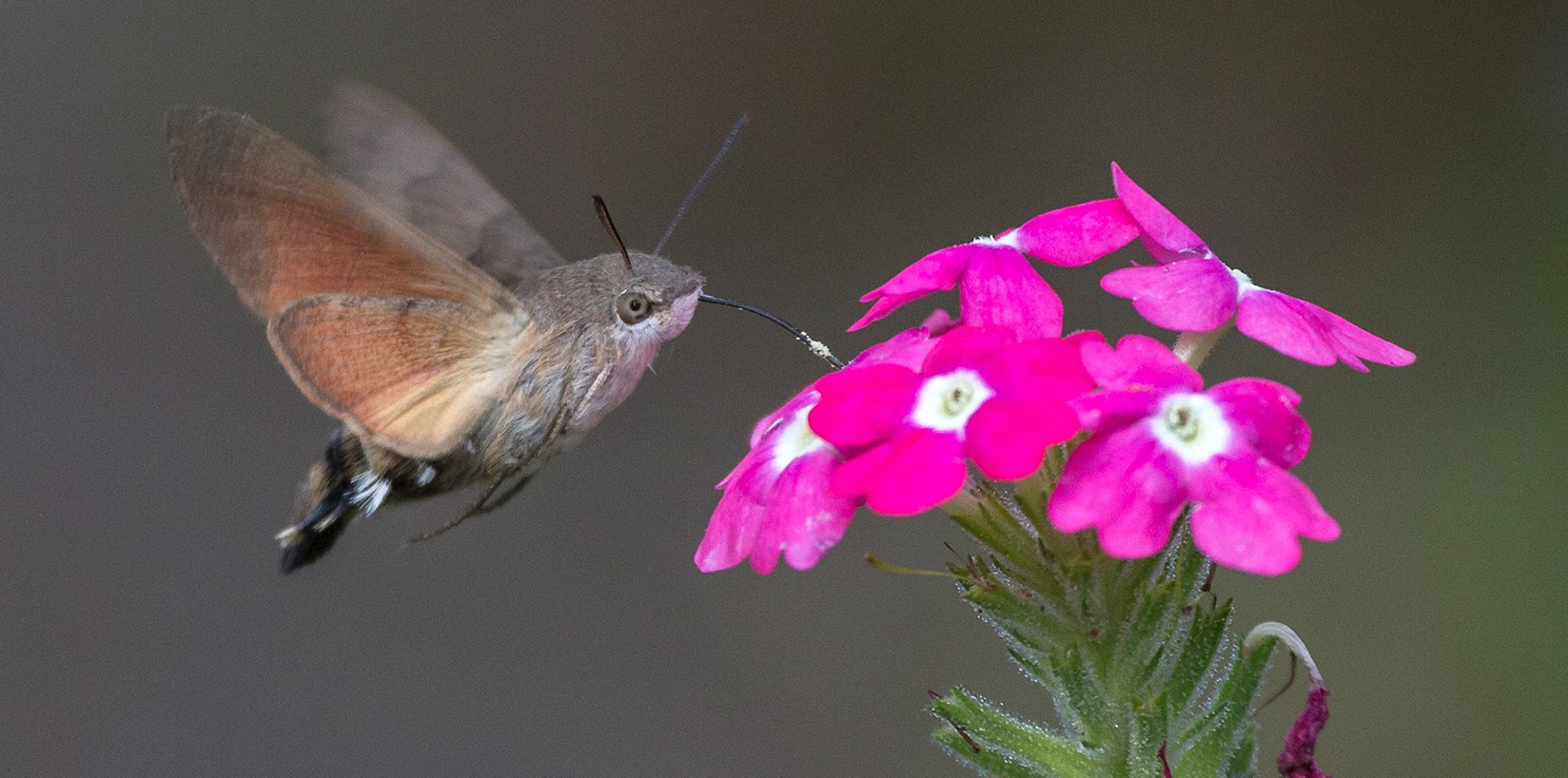 Meet the Hummingbird Hawk-Moth: Imposter Moth Thinks It's a Hummingbird