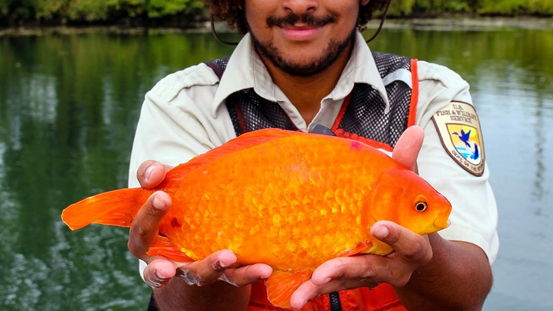 Giant Goldfish Are Taking Over Rivers