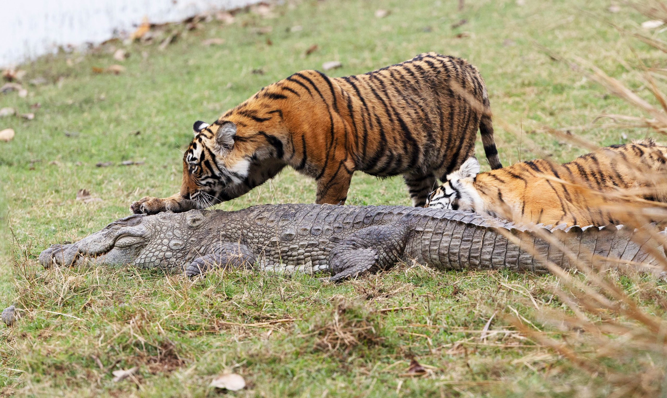 Tiger Meets Crocodile: Rare Interaction as Curious Cubs Inspect Croc