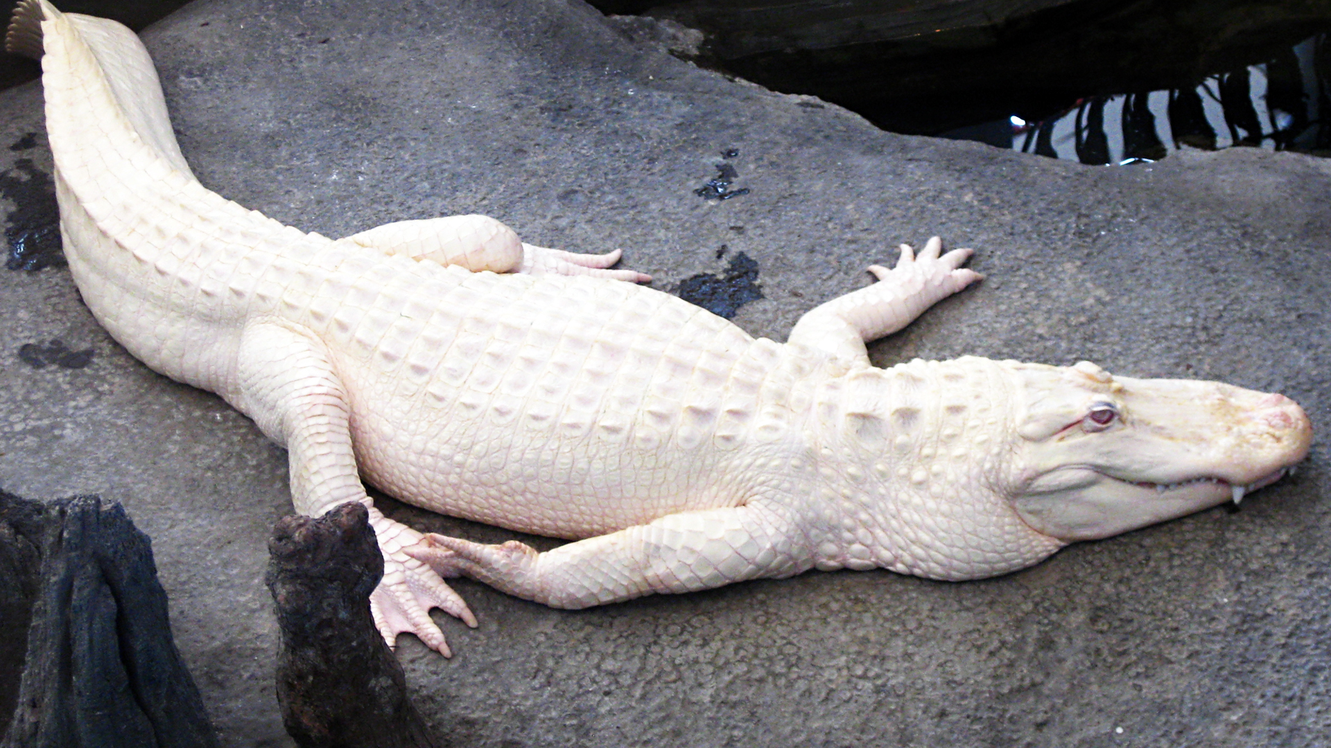 Incredible Albino Animals Caught on Camera