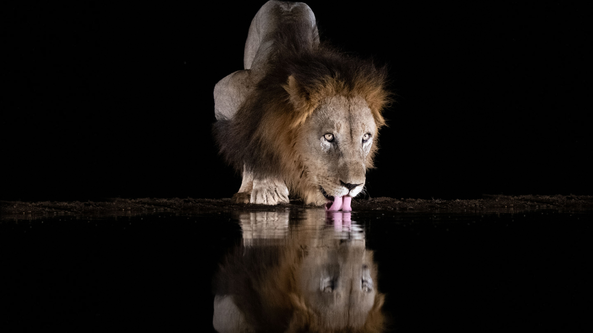 Lions Drinking at Night Caught on Camera [Incredible Photos]