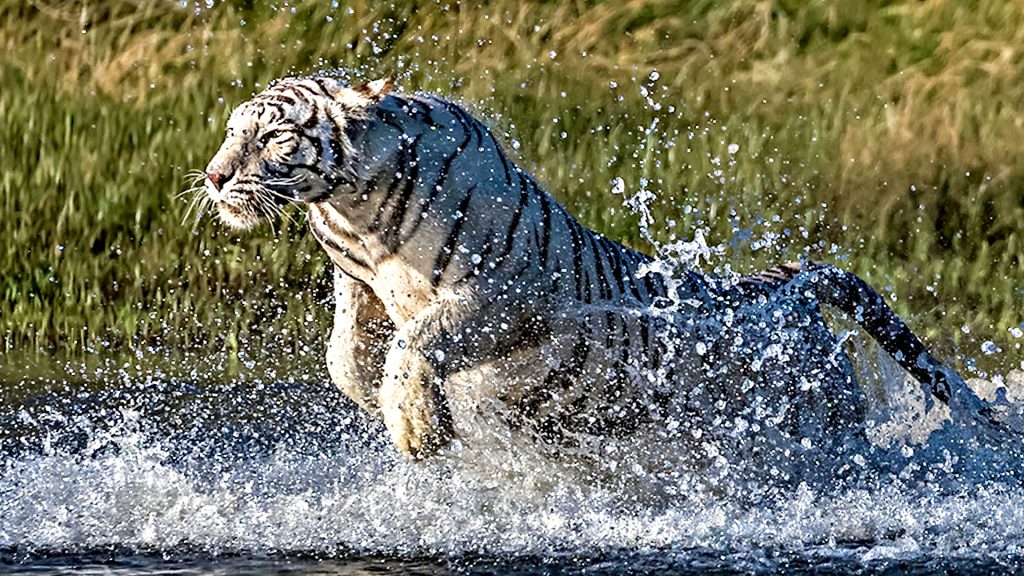 Rare White Tigers Caught on Camera Leaping and Playing in Water