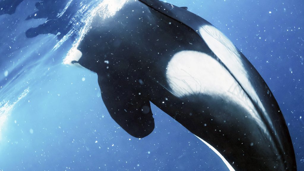 Orca With Heart Shaped Mark Caught on Camera