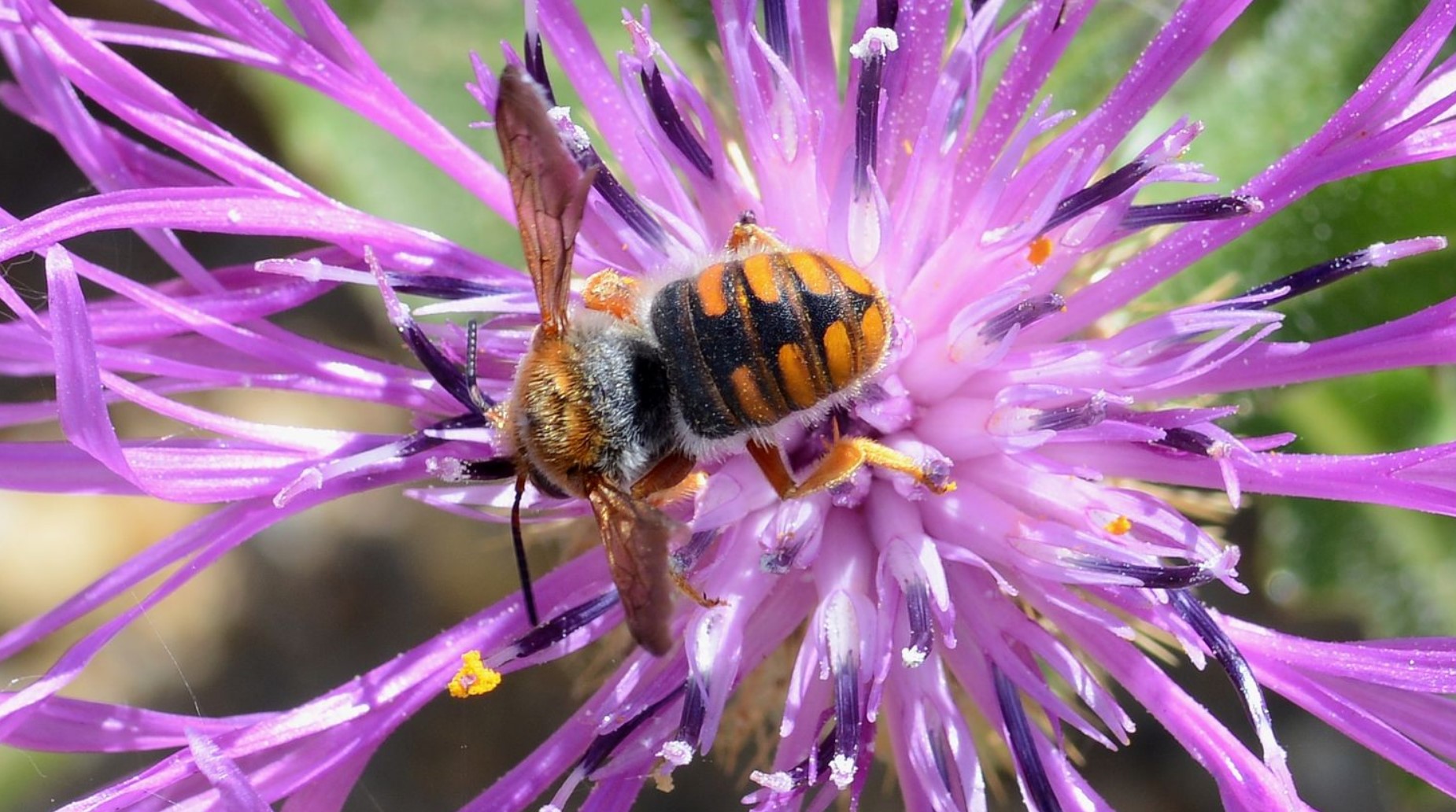 Bee Pulls Nail Out of Wall