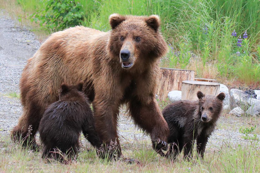 Fearless Mama Bear Protects Cubs from Large Grizzly in Alaska