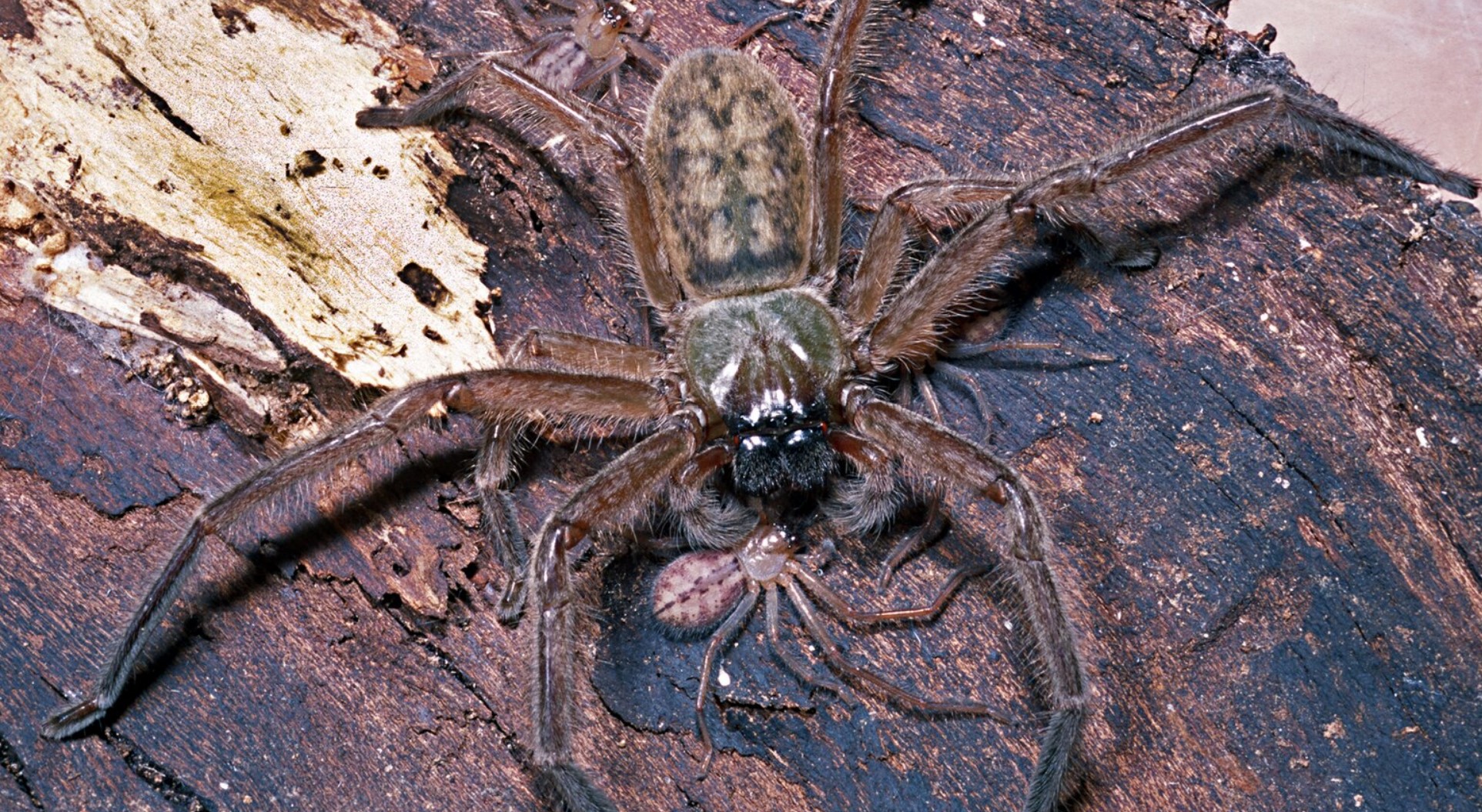 These Spiders Hunt in Packs