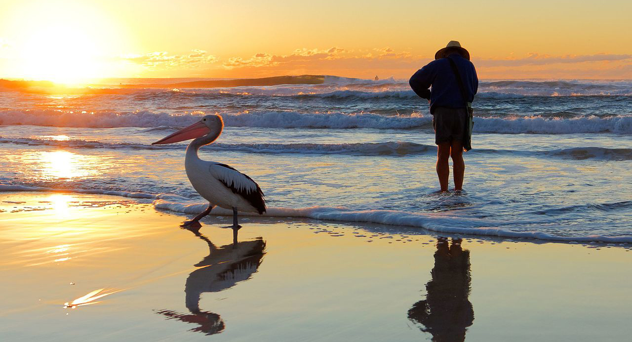 Pelican Becomes Man’s Best Friend