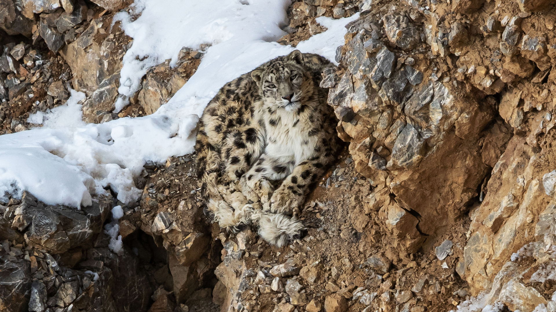 Spot the Snow Leopard: Camouflage Master Caught on Camera