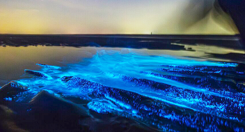 5 Places Where the Ocean Literally Glows in the Dark