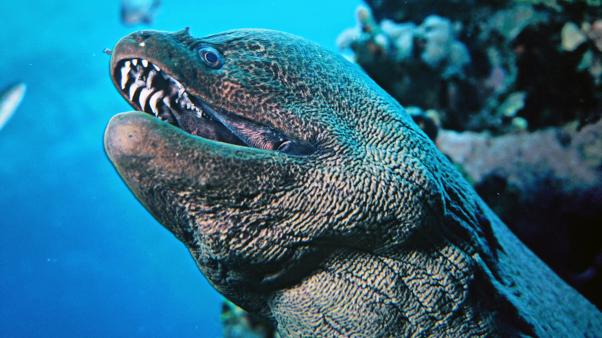 Giant Moray Eel Swallows Shark, Then Shark Gets Away