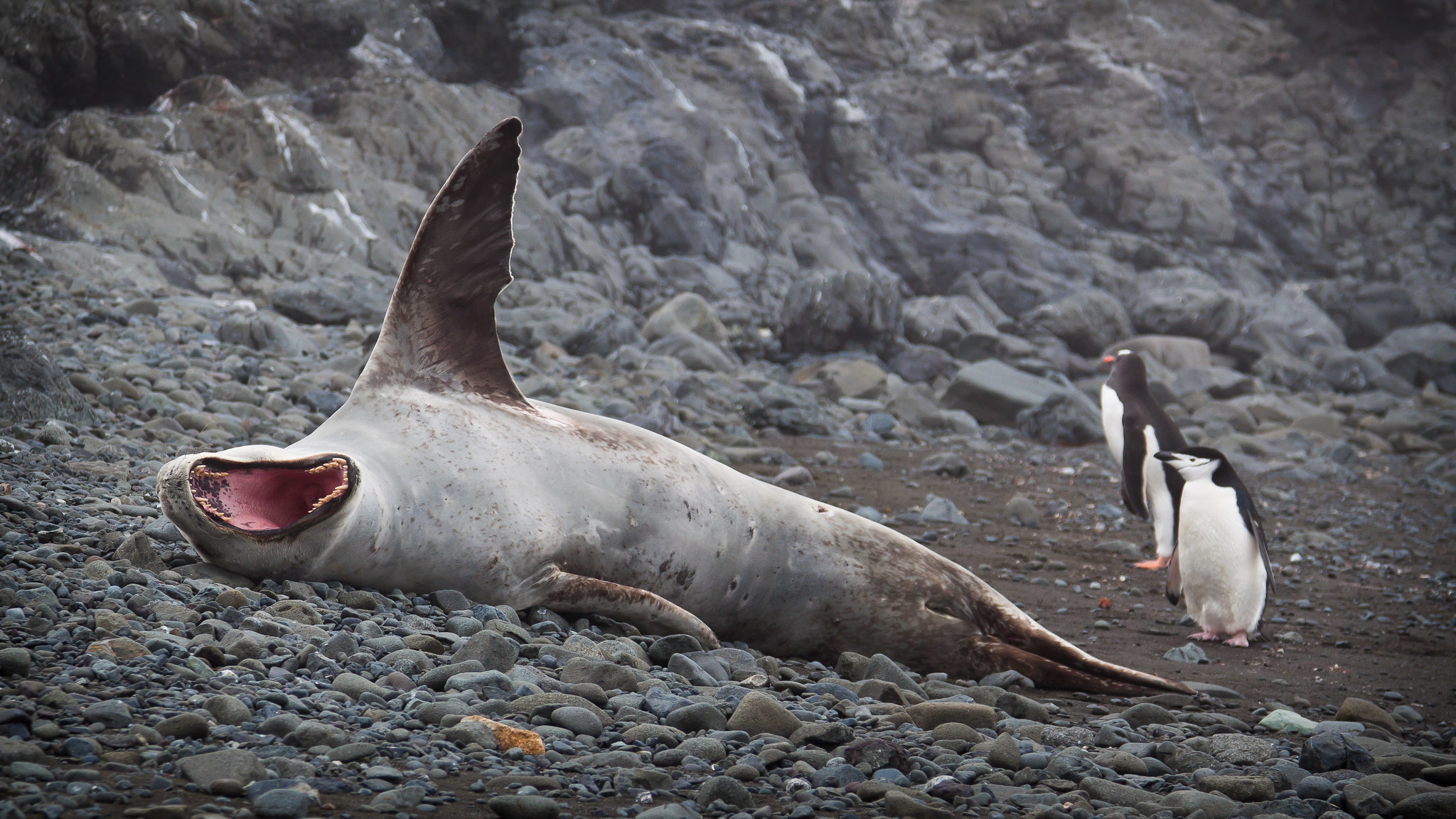 The Laughing Leopard Seal: Antarctica’s Top Predator Takes a Breather ...