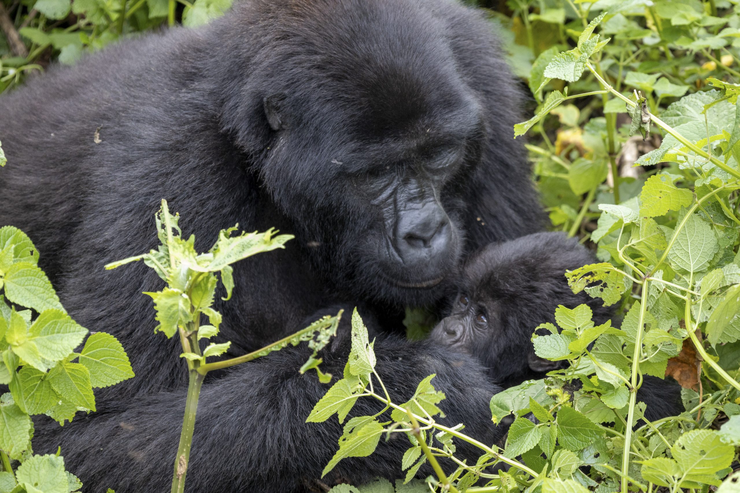 Cute Baby Gorillas Caught on Camera