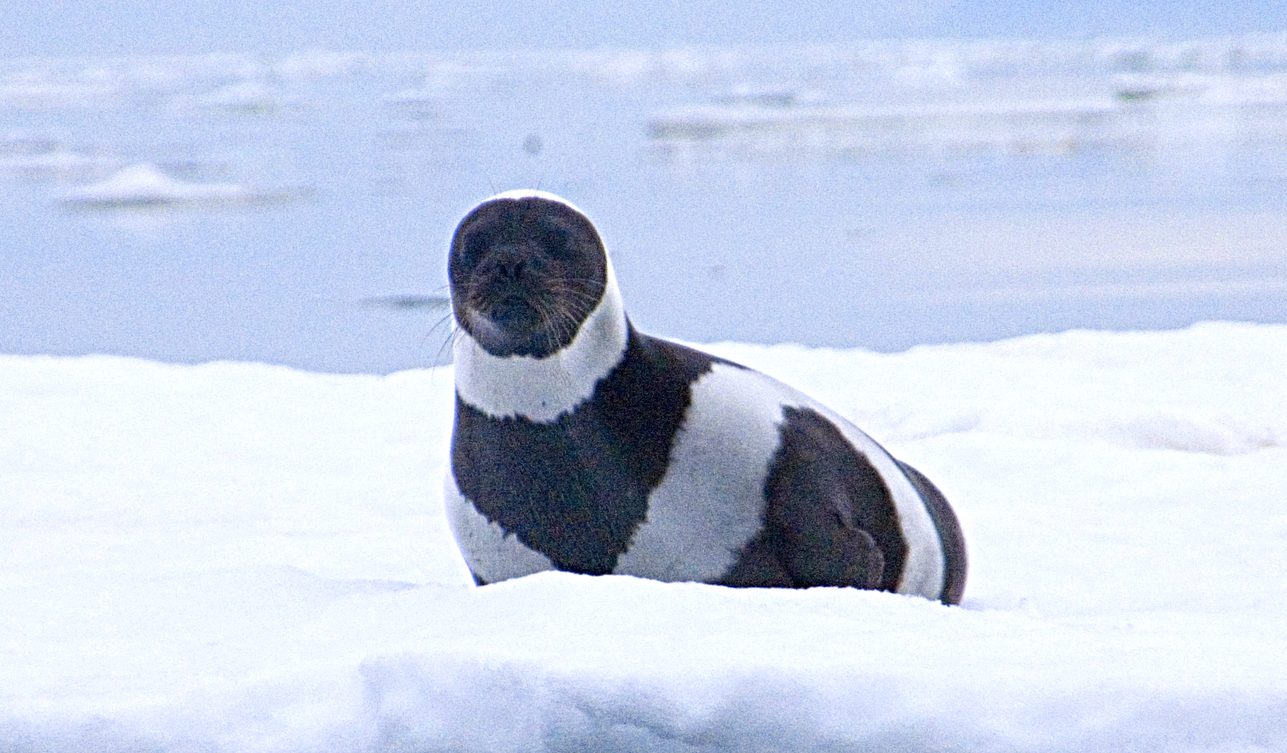 Rare Seal with Four Gorgeous Stripes