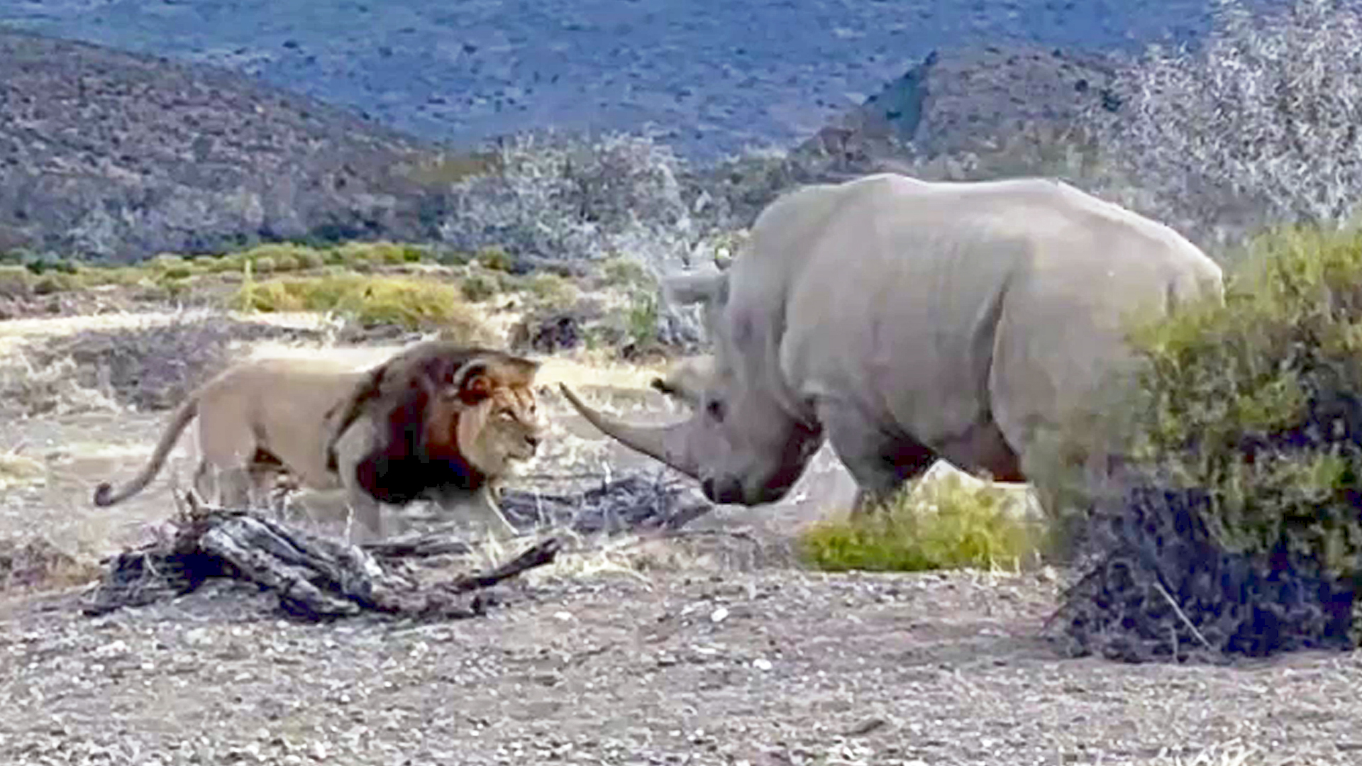 Rhino vs. Lion: Rhino Nearly Gores Young Lion